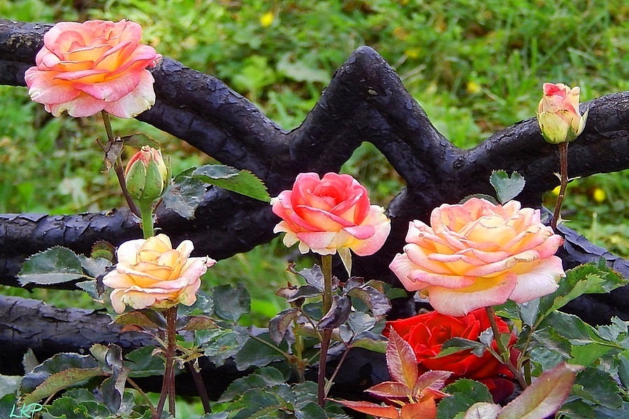 Jigsaw puzzle «Rose garden» - solve jigsaw puzzles online | PuzzleIt