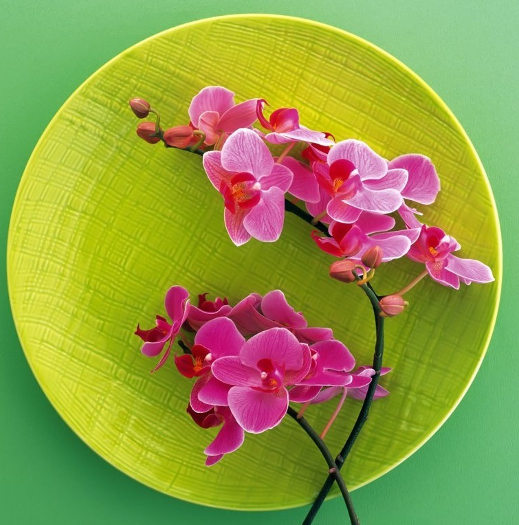 Jigsaw puzzle «Orchid twigs on a platter» - solve jigsaw puzzles online ...