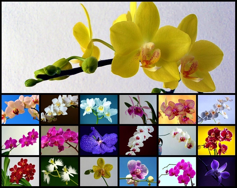 Jigsaw puzzle «Orchids» - solve jigsaw puzzles online | PuzzleIt