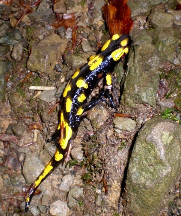 Jigsaw puzzle «Salamander» - solve jigsaw puzzles online | PuzzleIt