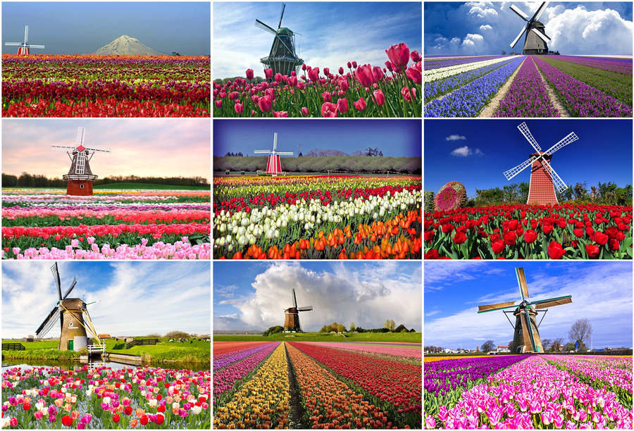 Jigsaw puzzle «Land of tulips» - solve jigsaw puzzles online | PuzzleIt