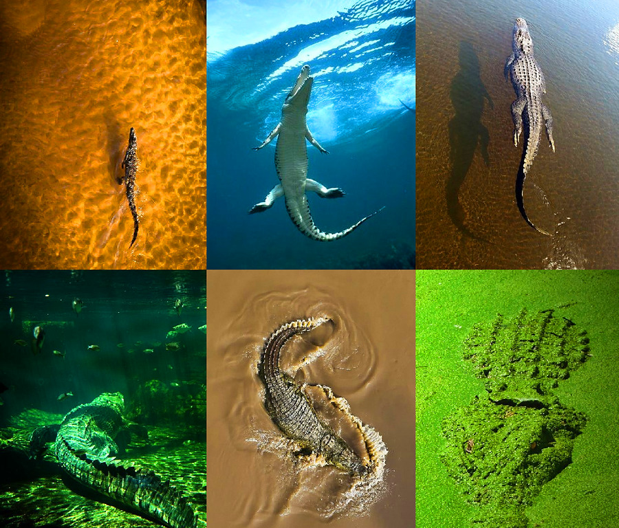 Jigsaw puzzle «Alligators» - solve jigsaw puzzles online | PuzzleIt