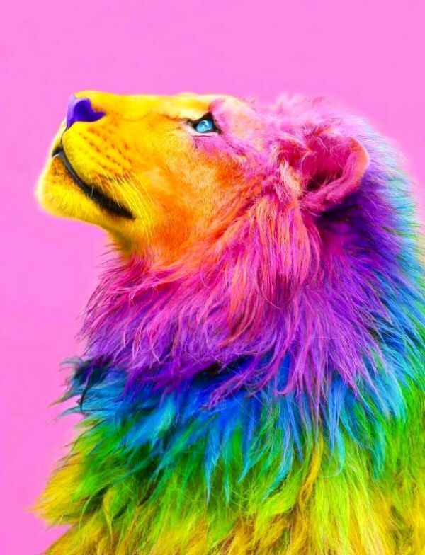 Jigsaw puzzle «Colorful lion» - solve jigsaw puzzles online | PuzzleIt