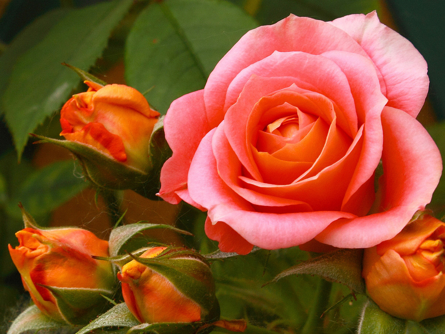 Jigsaw puzzle «Roses» - solve jigsaw puzzles online | PuzzleIt