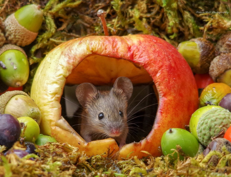 Jigsaw puzzle «Mouse» - solve jigsaw puzzles online for free | PuzzleIt