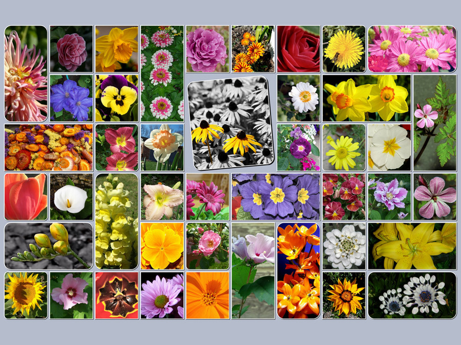 Jigsaw puzzle «Flowers» - solve jigsaw puzzles online | PuzzleIt