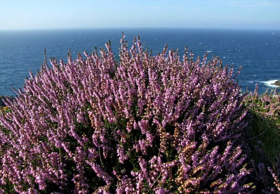 Jigsaw puzzle «Heather bushes on the coast» - solve jigsaw puzzles ...