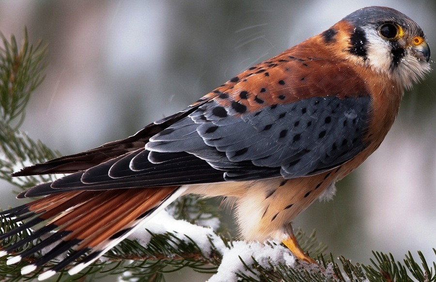 Jigsaw puzzle «On a branch» - solve jigsaw puzzles online | PuzzleIt