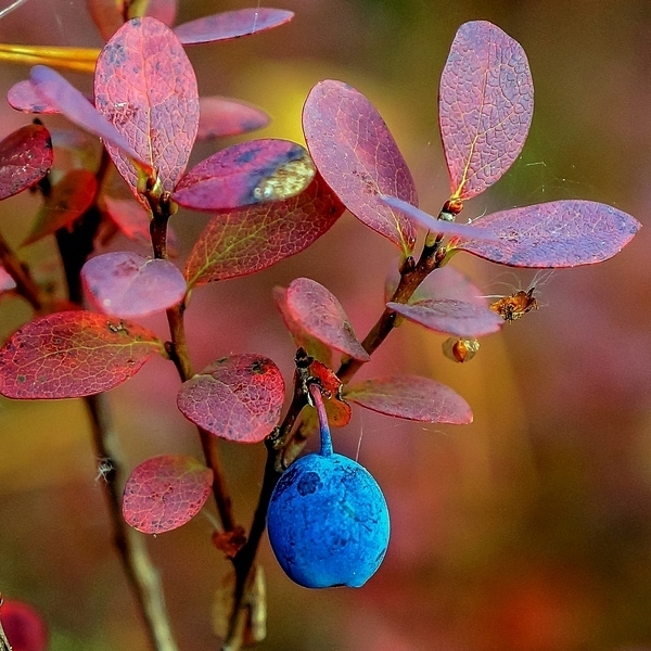 Jigsaw puzzle «Blueberries in late September» - solve jigsaw puzzles ...