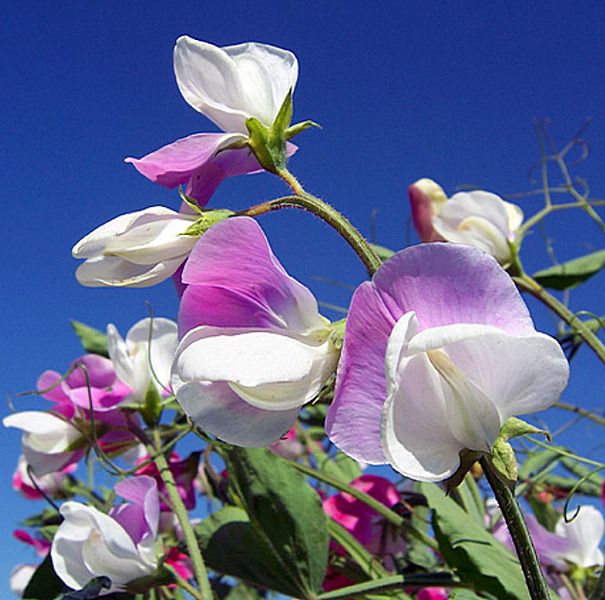 Jigsaw puzzle «Sweet peas against the sky» - solve jigsaw puzzles ...